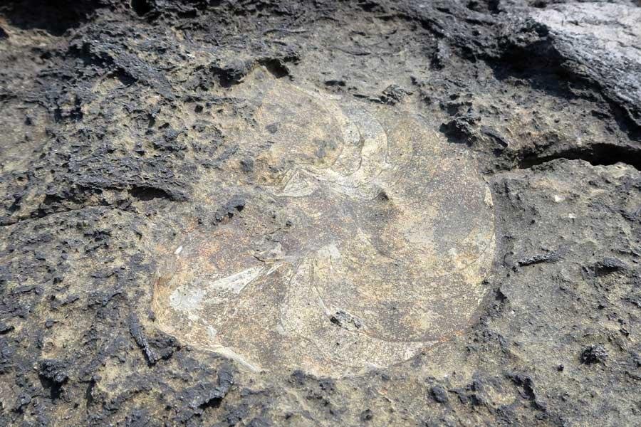 Ardnamurchan Rocks - A Geological Tour